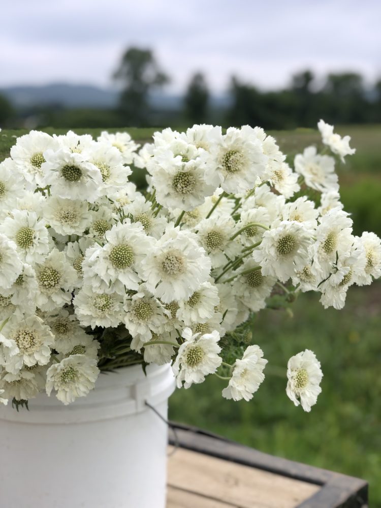 Scabiosa ‘Fama White’