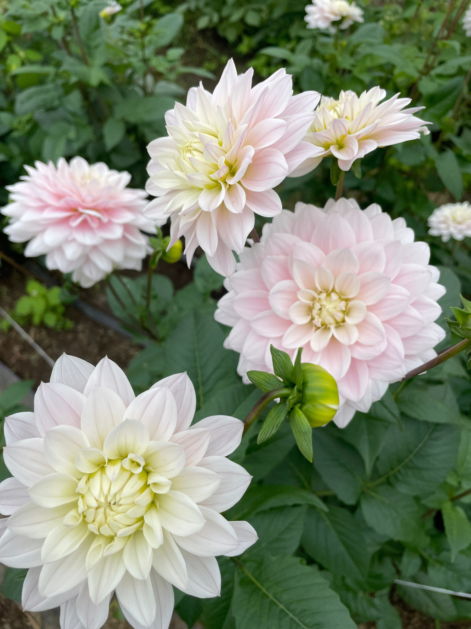 Dahlia Silver Years