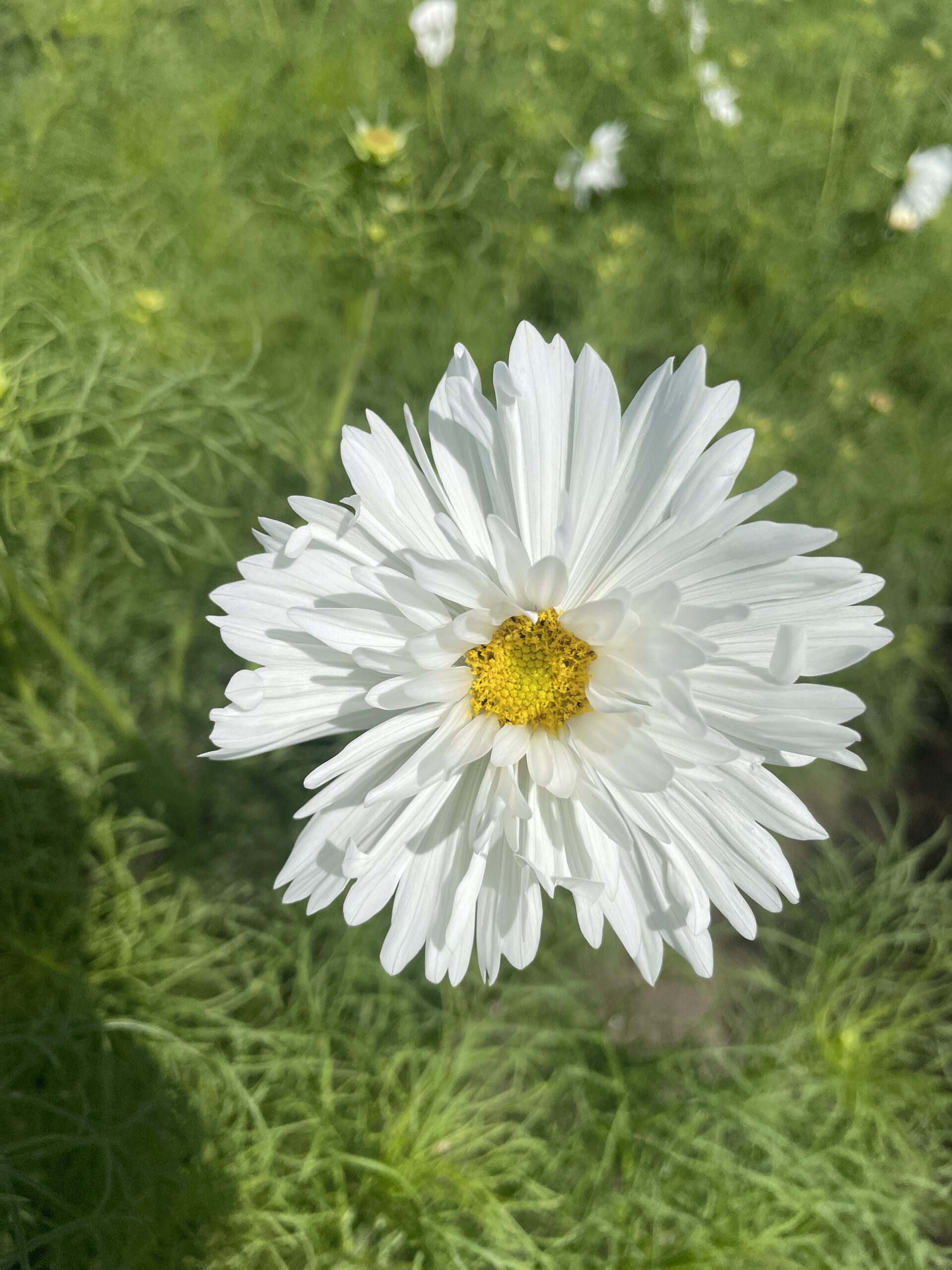 Fizzy white cosmos
