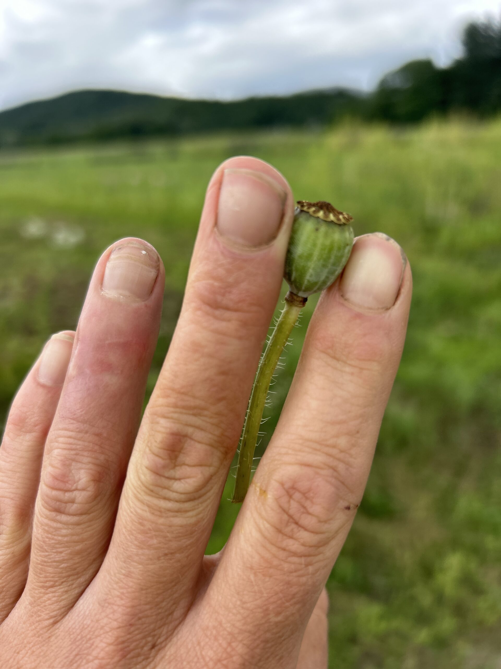 small poppy pod 2